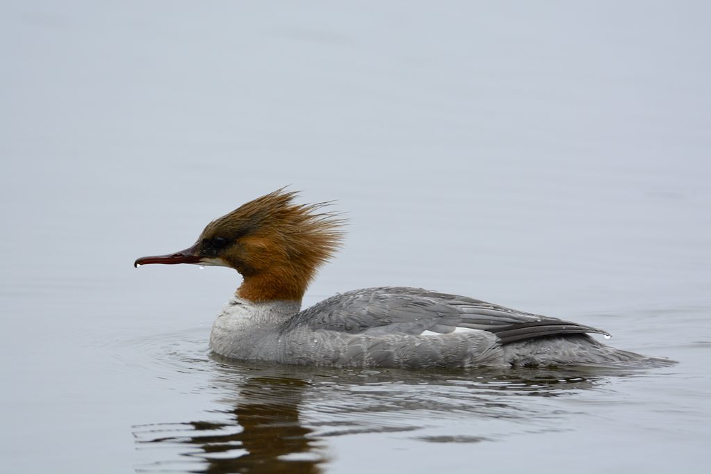日本の野鳥 カワアイサ Japanese Wild Birds goosander